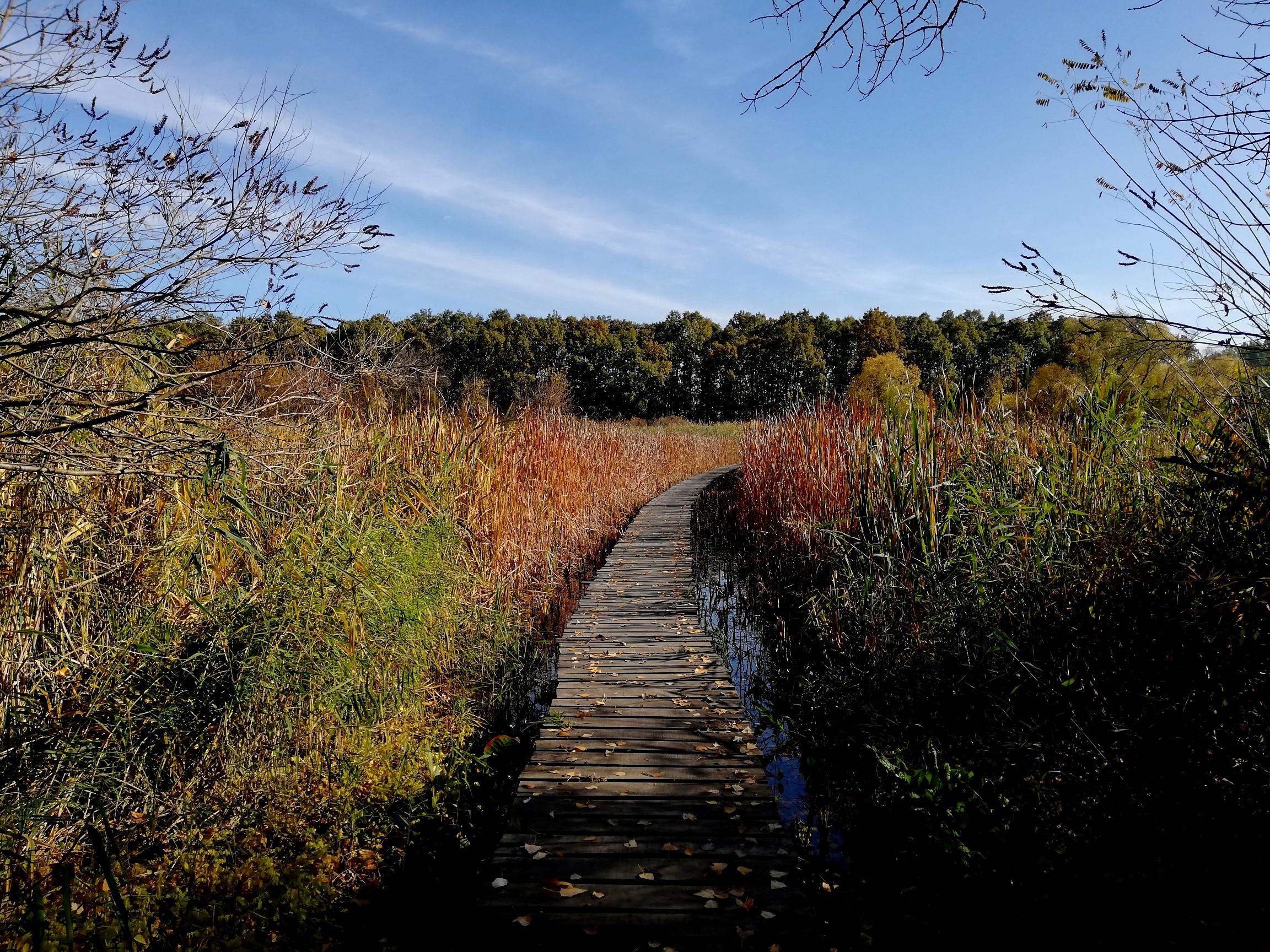 Tisza-tó ősszel, – ködből a napfénybe